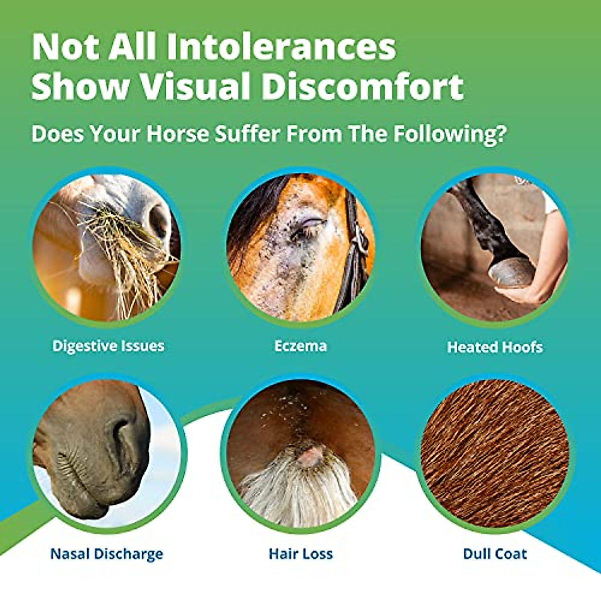 5Strands Equine Health Test, Environmental & Food Intolerance, Nutrition, Metals and Minerals Imbalances, at Home Horse Hair Sample Collection Kit, Results in 7 Days Works for All Ages and Breeds