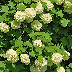 Old Fashion Snowball Viburnum Plant in Pot, 6 to 12 Inc Tall White Flower Plant for Garden No Ship CA