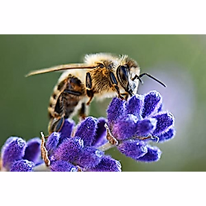 1400 English Lavender Seeds for Planting Indoors or Outdoors, 90% Germination, to Give You The Lavender Plant You Need, Non-GMO, Heirloom Herb Seeds (1 Pack)