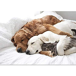 Joint Pain Cats - Pets Total Health Support - for Dogs and Cats - Healthy Joints Eyes Teeth Hair Skin - Joint Pain Cats - 2 Bottles (120 Tablets)