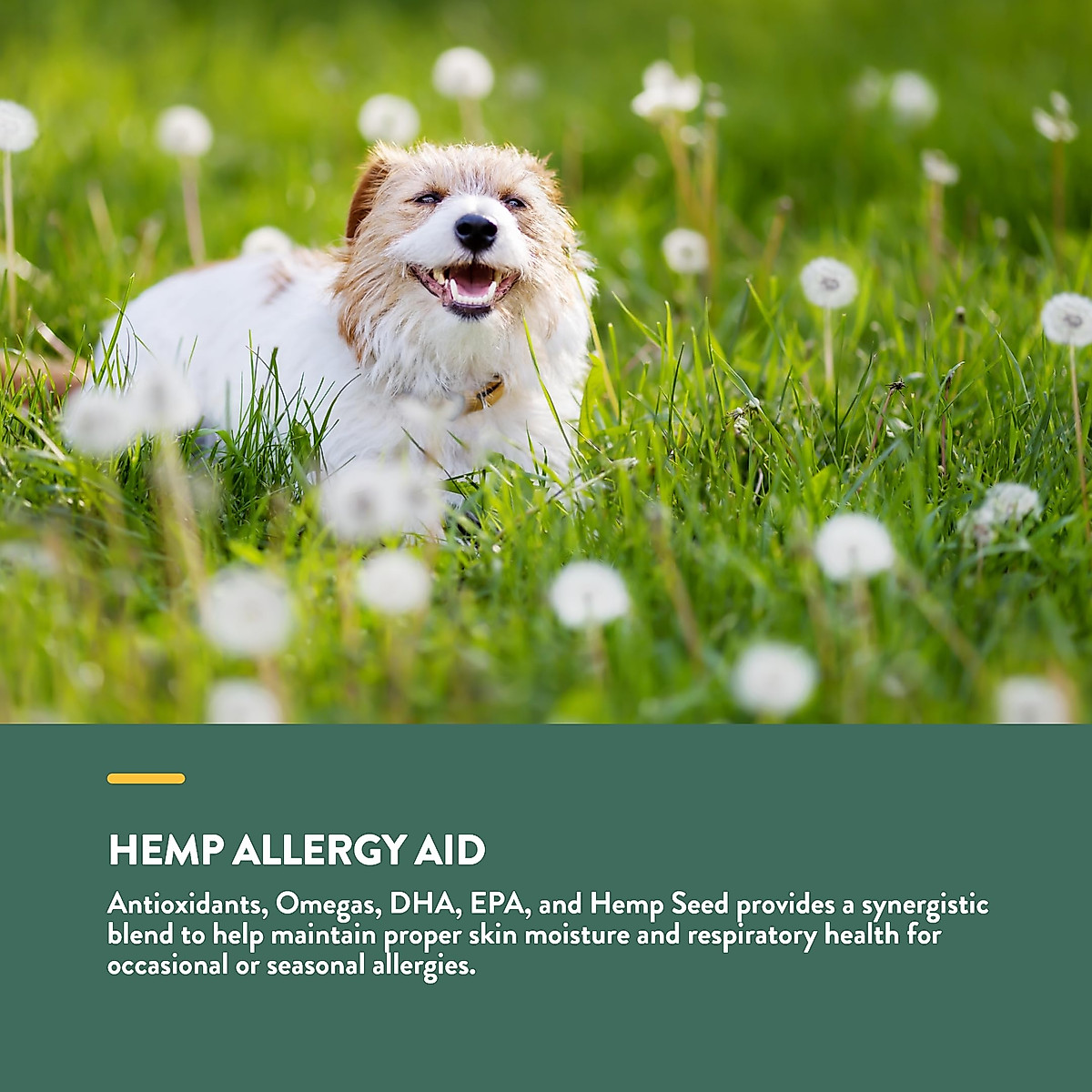 NaturVet Hemp Allergy Aid Supplement for Dogs, Hemp Seed, Antioxidants, Omegas, Dha & Epa for Healthy Skin & Respiratory Health, 60 Count