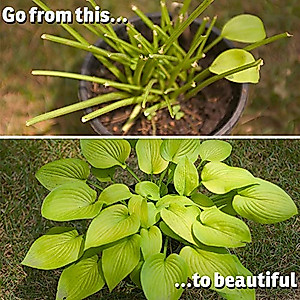 I Must Garden Rabbit Repellent: Mint Scent Rabbit Spray for Plants & Lawns – 32 oz. Ready to Use