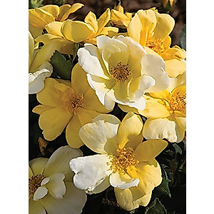 Star Roses Knockout Series 11892 Star Series Roses Knock Out, 3 Gallon, Sunny Knockout