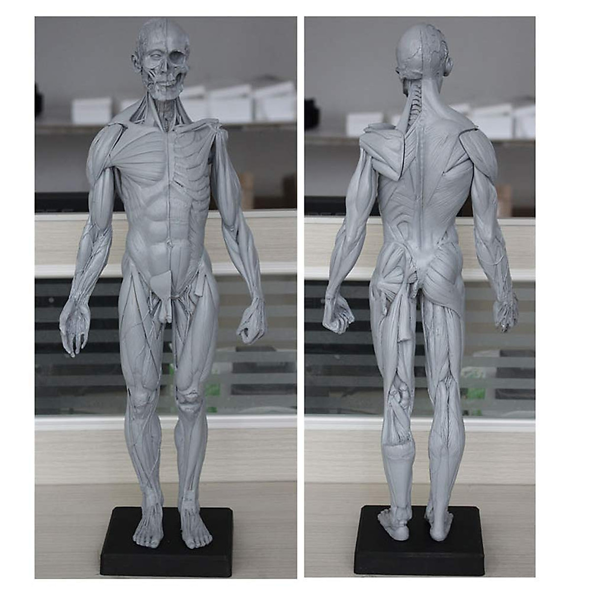 Male&Female Human Anatomy Figure Anatomical Skull Head Body Muscle Bone and Skin Model Lab Supplies, Anatomical Reference for Artists,60cm