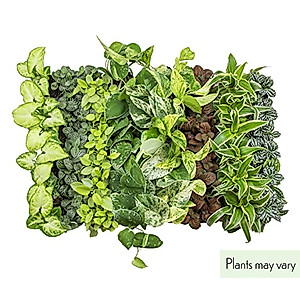 Easy to Grow Houseplants (12 Pack) Live House Plants in Plant Containers, Growers Choice Plant Set in Planters with Potting Soil Mix, Home Décor Planting Kit or Outdoor Garden Gifts by Plants for Pets