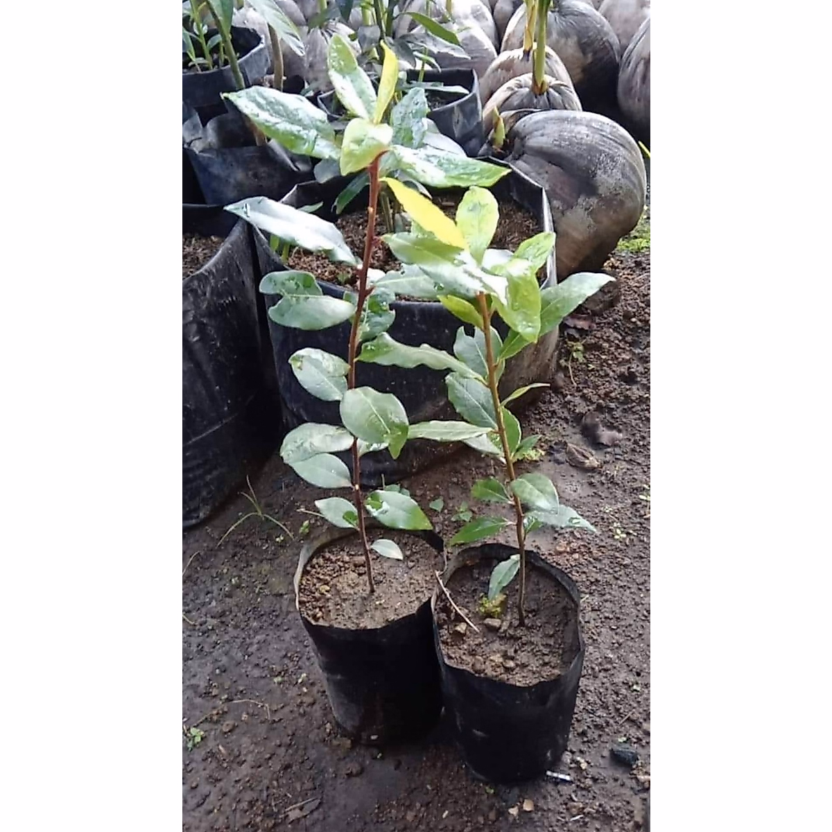 Laurus Nobilis Bay Leaf Tree, Sweet Bay Leaf Live Plant Tree, Bay Laurel Tree, 6-8" in Tall