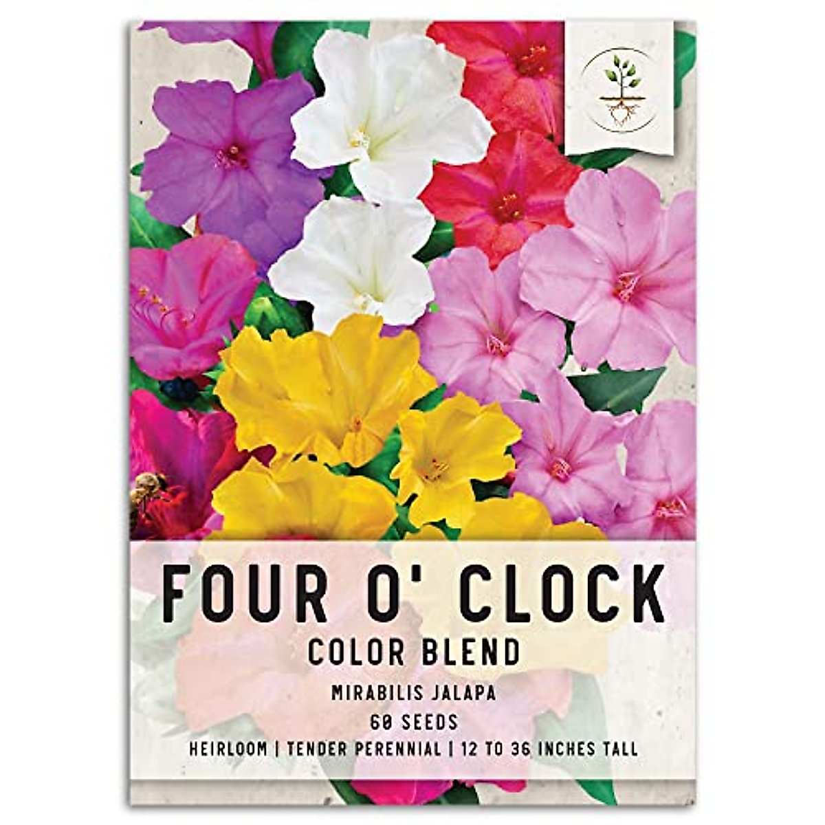 Seed Needs, Four O' Clock Seeds for Planting Color Blend (Mirabilis Jalapa) Single Package of 60 Seeds - Heirloom & Open Pollinated