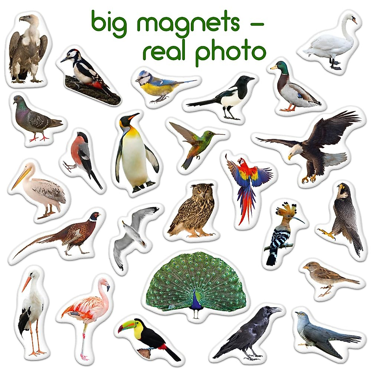 25 Fridge Magnets for Toddlers - Birds Photo Kids Magnets for Fridge - Toddler Magnets for Refrigerator - Magnetic Animals - Fridge Magnets for Kids - Animal Magnets - Toddler Fridge Magnets