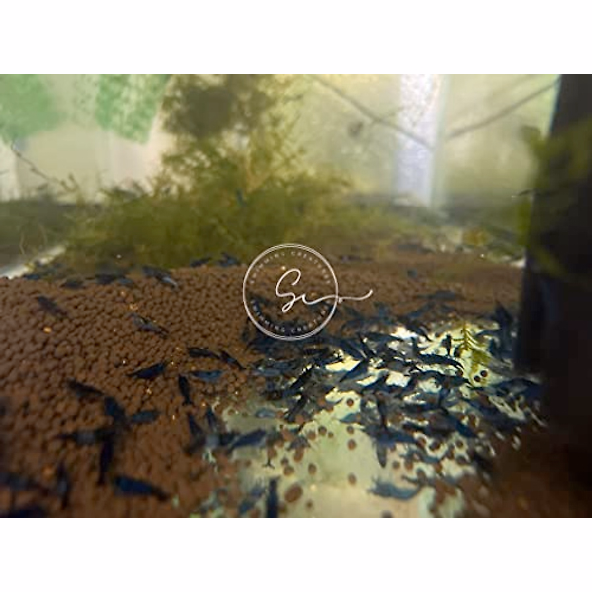 Swimming Creatures 10 Blue Dream(Grade A+) Neocaridina Freshwater Aquarium Shrimp. Live Arrival Guarantee.