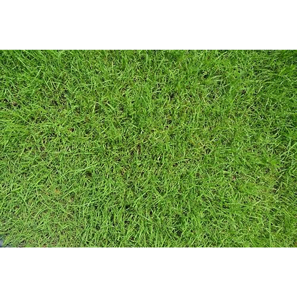 Hancock Seed Co. Royal Bengal Bermuda Grass Seeds, 2 lbs.