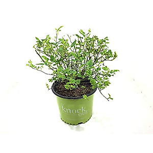 Star Roses Knockout Series 11892 Star Series Roses Knock Out, 3 Gallon, Sunny Knockout