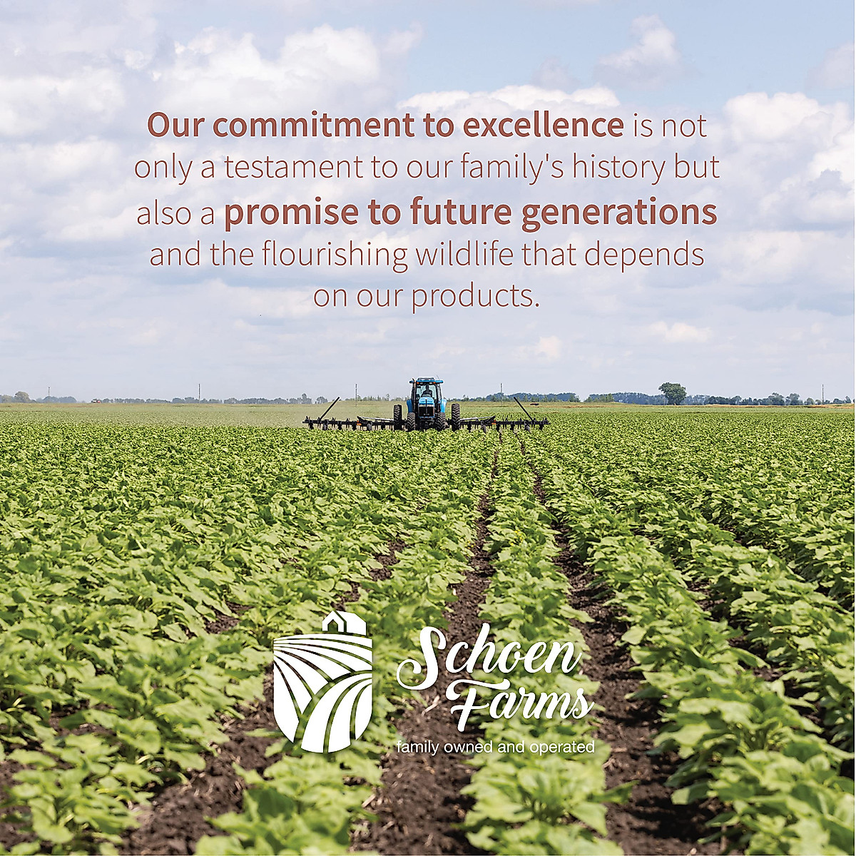 Schoen Farms Black Oil Sunflower Seeds for Birds (6 LBS)