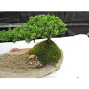Juniper Bonsai Tree On Rock Slab