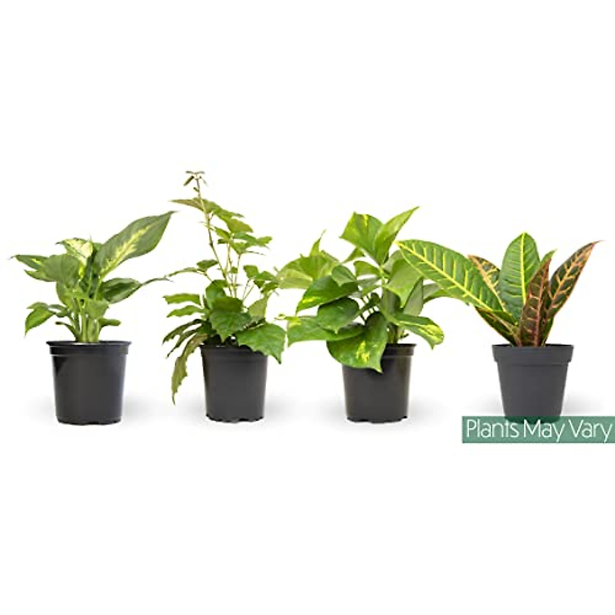 Essential Houseplant Collection (4PK) Live Plants Indoor Plants Live Houseplants in Plant Pots, Easy House Plants Indoors Live, Snake Plant, Pothos in Potting Soil, Clean Air Plants by Plants for Pets