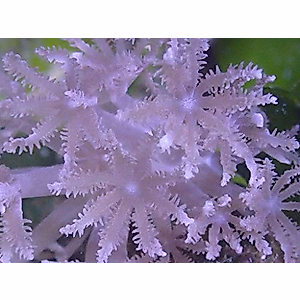 Generic Live Pulsing Xenia Coral Reef Saltwater Marine Aquatic