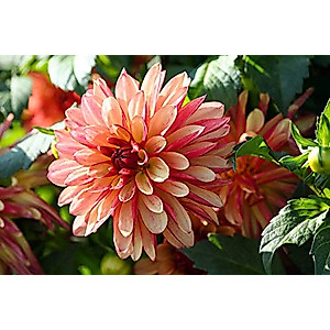 Dahlia Seeds Compound Petals Multi-Color Mixed Individually Packaged （1000+ Outdoor Garden Potted Plants Non-GMO)