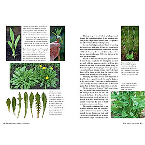 Edible Wild Plants, Volume 2: Wild Foods from Foraging to Feasting (Wild Food Adventure)