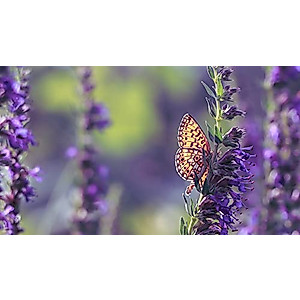 Sow Right Seeds - Anise Hyssop Seed for Planting - Medicinal Herb to Plant in Your Home Garden - Attracts Pollinators - Stunning Purple Flowers - Non-GMO Heirloom Seeds - Great Gardening Gift