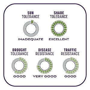 Pennington Smart Patch Dense Shade Mix Jug 5 lb