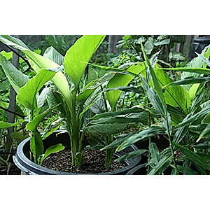 Turmeric (rhizome) Grow Your own,Grow Indoors or Outdoors - (1 Pound)