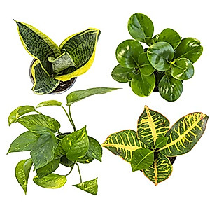 Essential Houseplant Collection (4PK) Live Plants Indoor Plants Live Houseplants in Plant Pots, Easy House Plants Indoors Live, Snake Plant, Pothos in Potting Soil, Clean Air Plants by Plants for Pets