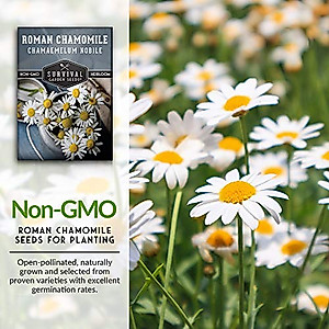 Survival Garden Seeds - Roman Chamomile Seed for Planting - Packet with Instructions to Plant and Grow Calming Medicinal Herbs in Your Home Vegetable Garden - Non-GMO Heirloom Variety