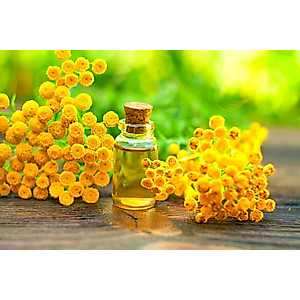 200 Tansy Herb Seeds for Planting - Excellent Cut Flower, Used for Essential Oil