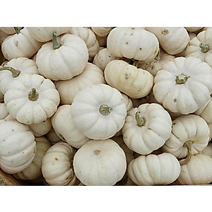 White Pumpkin Seeds “White Queen” - 8 to 10” Pure White Pumpkin for Display, Painting, or Carving | USA Grown Heirloom Seeds by Liliana's Garden |