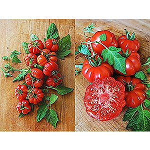 30+ Costoluto Genovese Pomodoro Tomato Seeds, Heirloom Non-GMO, Low Acid, Indeterminate, Open-Pollinated, Productive from USA