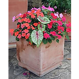 5 Large Caladium Mixed Colors Caladium Bulbs - Bare Root - Zone 9-11