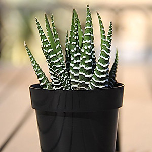 Altman Plants, Assorted Succulents Plants Live Houseplants (4PK), Succulent Plants Home Office Plants Live Indoor Plants, Live Plants Indoor House Plants, Easy Care Plants, Desk Plants, Kitchen Plants