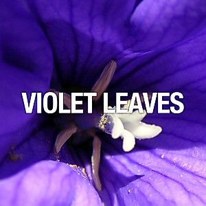 Curve Curve Black Men's Cologne 4 Piece Gift Set, 2.5 Fl. Oz. Eau De Cologne, 4 Count