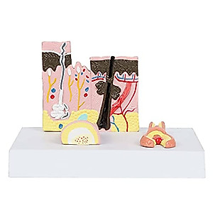 Anatomy Lab Skin, Nail and Hair Structure Anatomy Model