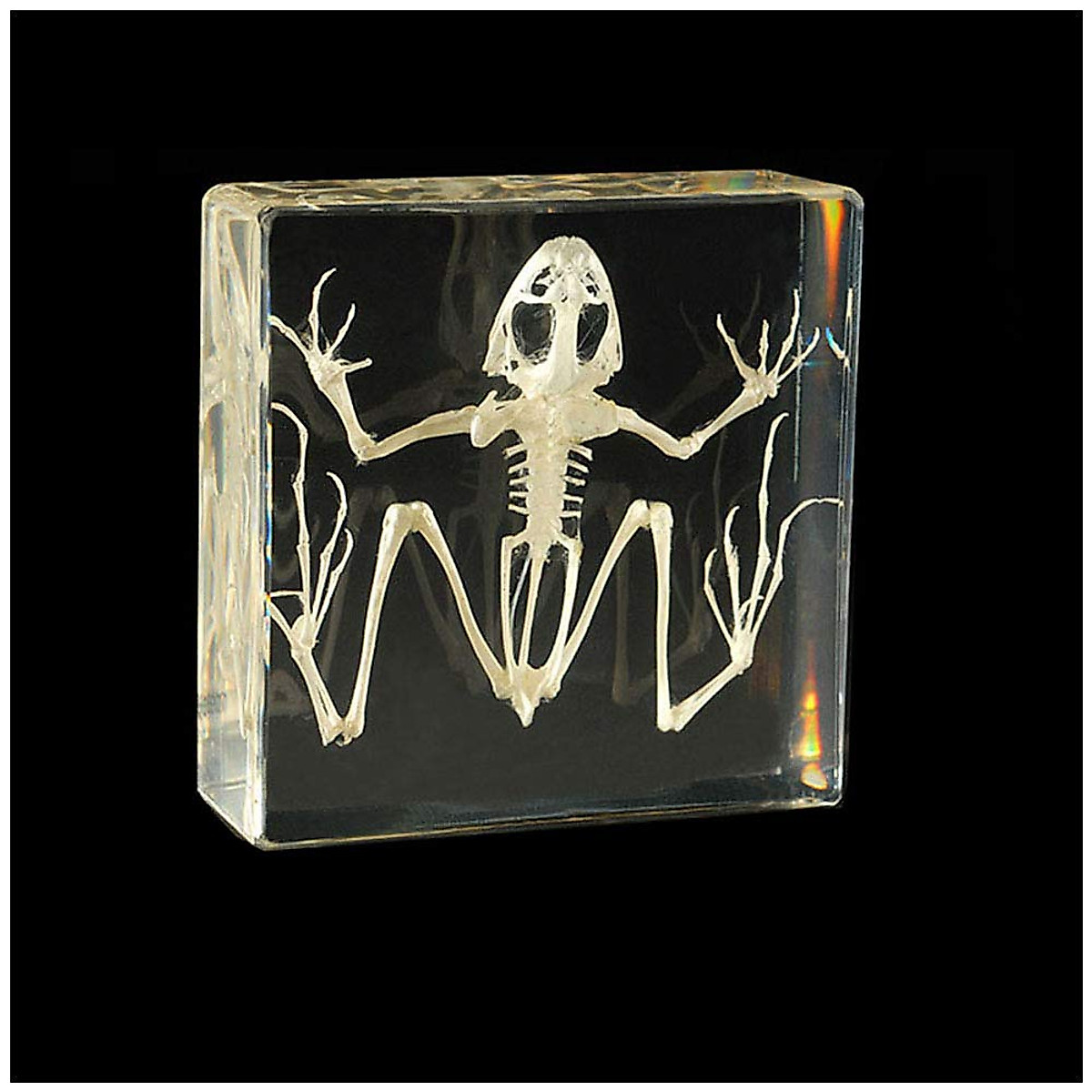 FHUILI Real Frog Skeleton Specimens - Frog Skeleton Natural Bone Model - Transparent Resin Animal Skeleton Embedding Specimen - Science Education Animal Anatomyl Specimen
