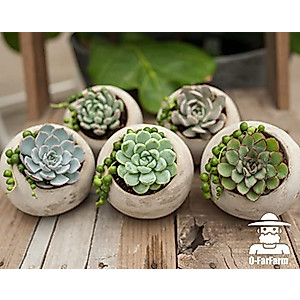 O-FarFarm Succulent Soil Potting Mix 2.2 LBS, Optimized PH Fast Draining with Added Nutrients, Perfect for Small Succulent Pots