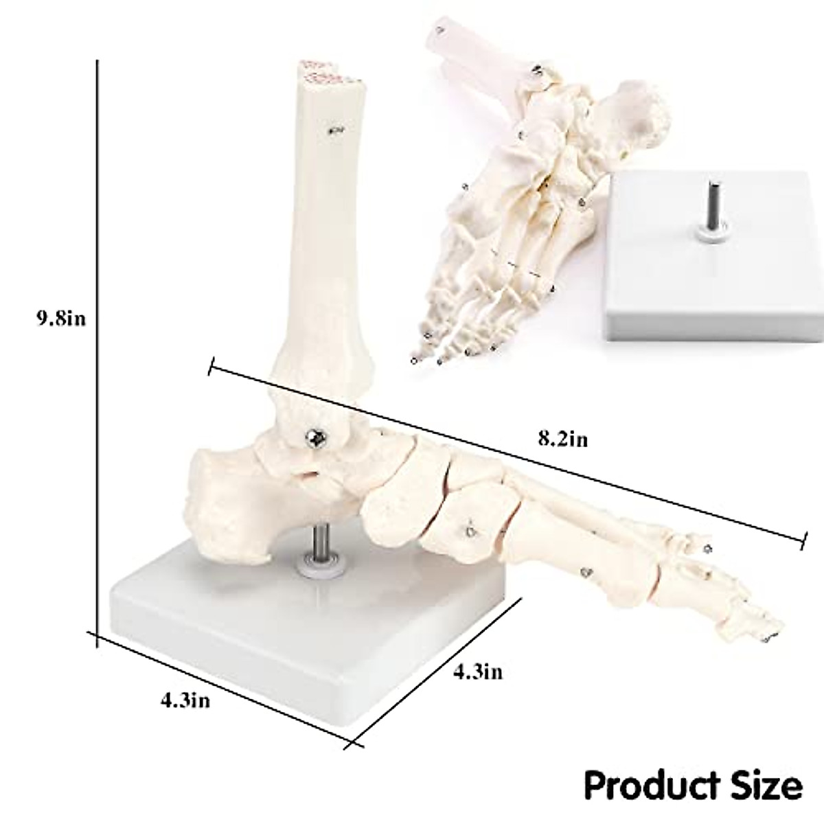 MIIRR Human Foot Skeletal Model,with Tibia and Fibula, Life Size Full Joint Model of Foot and Ankle, Suitable for Teaching and Research Tools