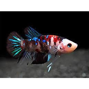 D&A Tropical Live Fish-1 Female Koi Galaxy Betta Fish- Assorted Color - Live Betta Fish for Pond, Fish Tank or Aquarium, Live Fish Freshwater