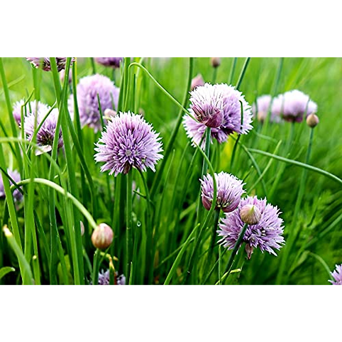 Chives Allium Schoenoprasum Wild Onion Wild Garlic Herb Garden Seeds for Planting About 100 Seeds