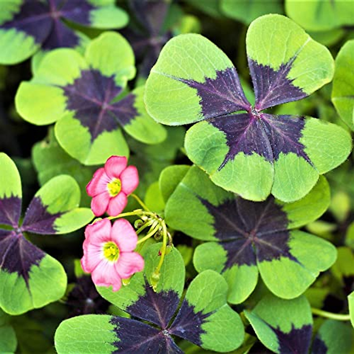 Oxalis Shamrock 'Iron Cross' (20 Pack) Plant Bulbs for Gardening - Green & Purple Foliage & Pink Flowering Blooms, Professionally Grown from Easy to Grow