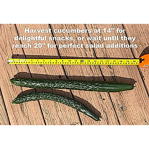 For 2024!Cucumber Seeds for Planting Vegetables and Fruits-Asian Suyo Long Cucumber Plant Seeds,Burpless Non GMO Garden Seeds Vegetable Seeds,Chinese Cucumber Seeds-11ct Veggie Seeds China Long Hybrid