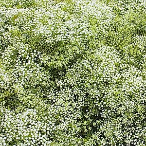 Perennial Babys Breath Seeds - 1 Pound - White Flower Seeds, Heirloom Seed Attracts Bees, Attracts Butterflies, Attracts Pollinators, Easy to Grow & Maintain, Extended Bloom Time, Fast Growing, Cut