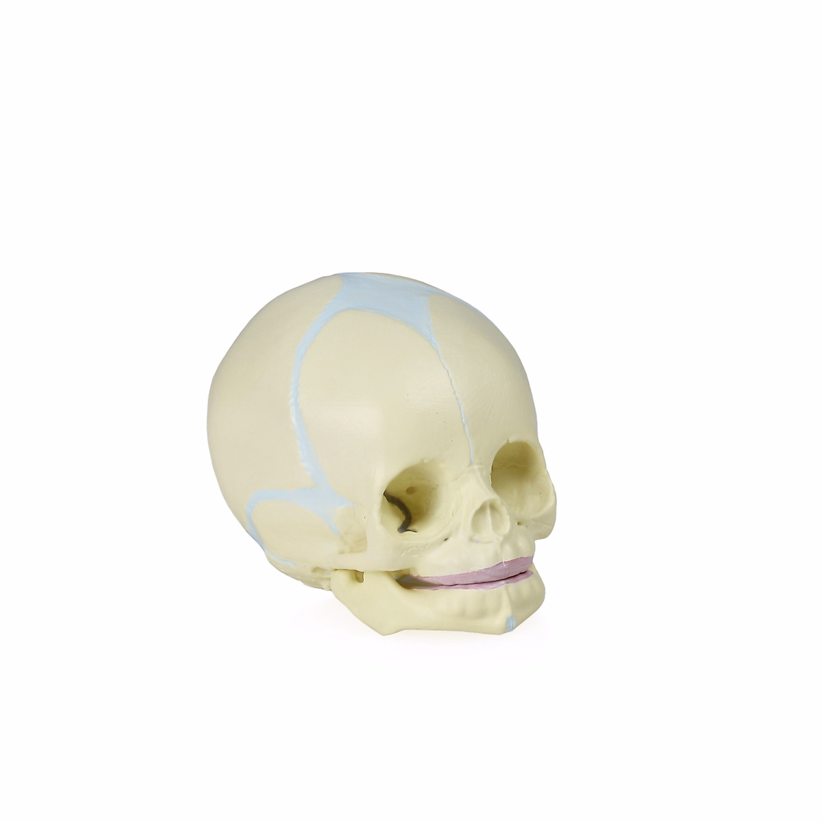 Jackson Global JS00030 Human Fetal Skull Model | Great for Understanding of Fetal Bone Development