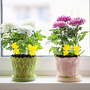 Fruit Fly Traps Fungus Gnat Traps Yellow Sticky Bug Traps 36 Pack Non-Toxic and Odorless for Indoor Outdoor Use Protect The Plant.