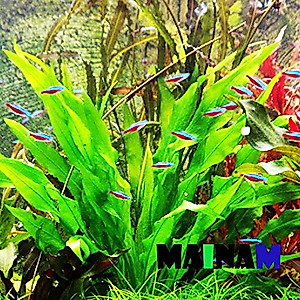Mainam Amazon Sword Plant Echinodorus Bleheri Tall Bunch Live Aquarium Plants Freshwater Planted Tank Decorations