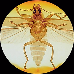 AmScope SE306R-PZ Forward Binocular Stereo Microscope, WF10x and WF20x Eyepieces, 10X-80X Magnification, 2X and 4X Objectives, Upper and Lower Halogen Light Source, Pillar Stand, 120V , White
