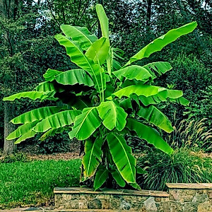 10 Seeds "Dwarf" Cavendish Banana Tree Seeds | Musa acuminata Hardy Tropical Fruit Plant