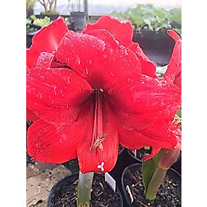 Red Lion Amaryllis Kit - Great Gift - Large Bulb, Pot and Potting Medium