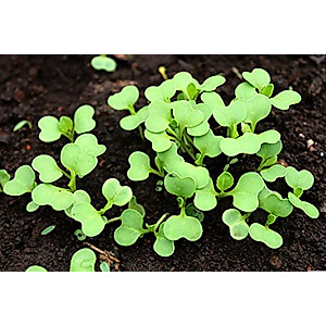 1000 Pak Choi Seeds for Planting - 3+ Grams - White Stem - Heirloom Non-GMO Vegetable Seeds for Planting - AKA Bok Choy, Pok Choi, Chinese Cabbage