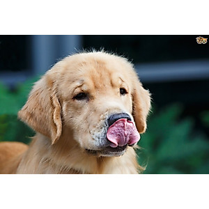 Dog Immune Support - Dog Allergy Relief - Advanced Formula Support - CHEWABLE - Dog Supplements for Skin and Coat - 2 Bottle (150 Chews)