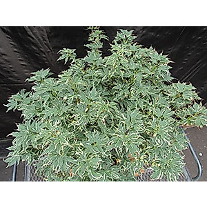 39 Year Old Japanese Butterfly Maple Specimen Bonsai Tree